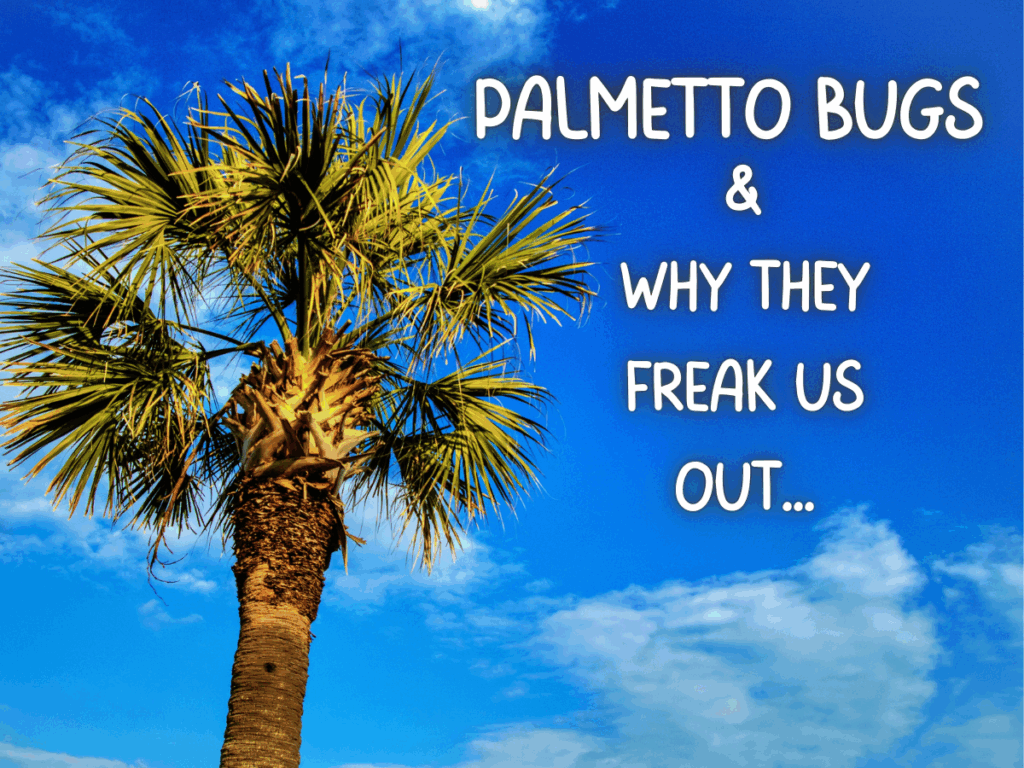 Palmetto Bugs & Why They Freak Us Out | GATO