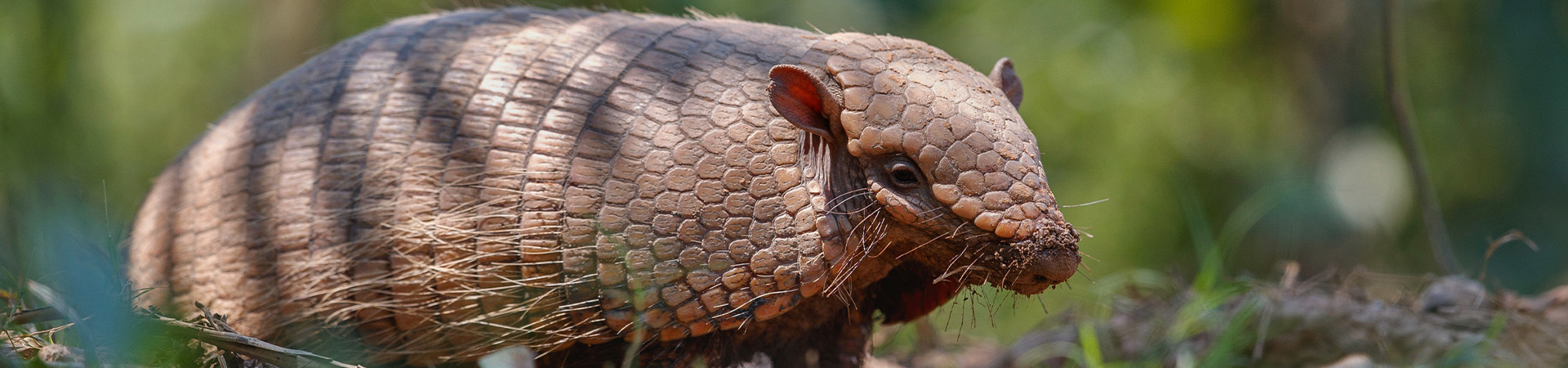 Armadillo Control in Orlanda Area | Humane Armadillo Removal