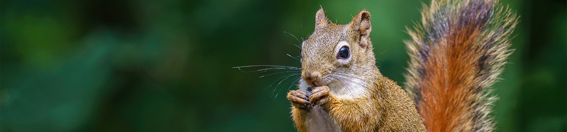 Squirrel Control in Orlanda Area | Humane Squirrel Removal