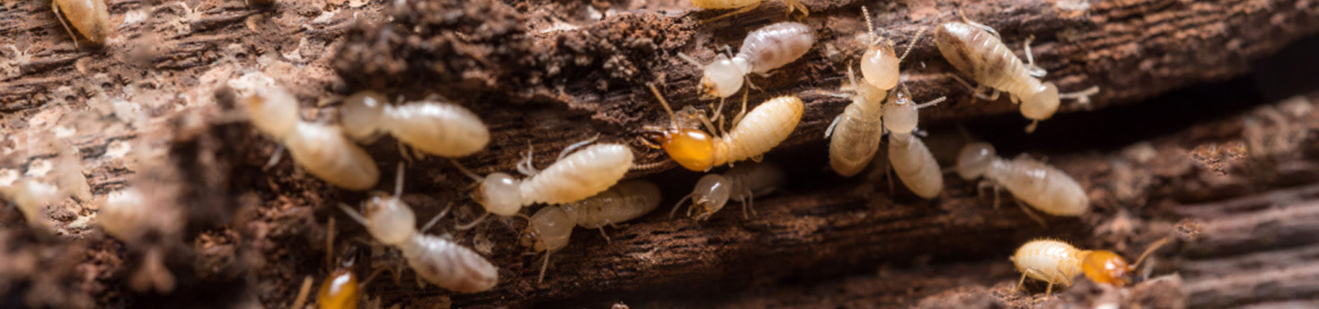 Oviedo Termite Control | Termite WDO Inspections