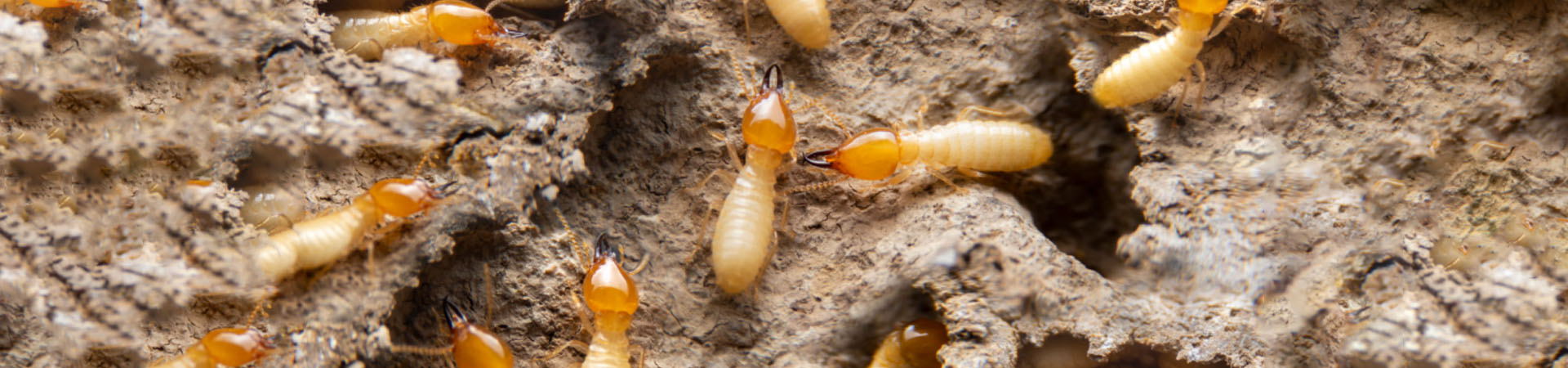 Orlando Termite Control | Termite WDO Inspections