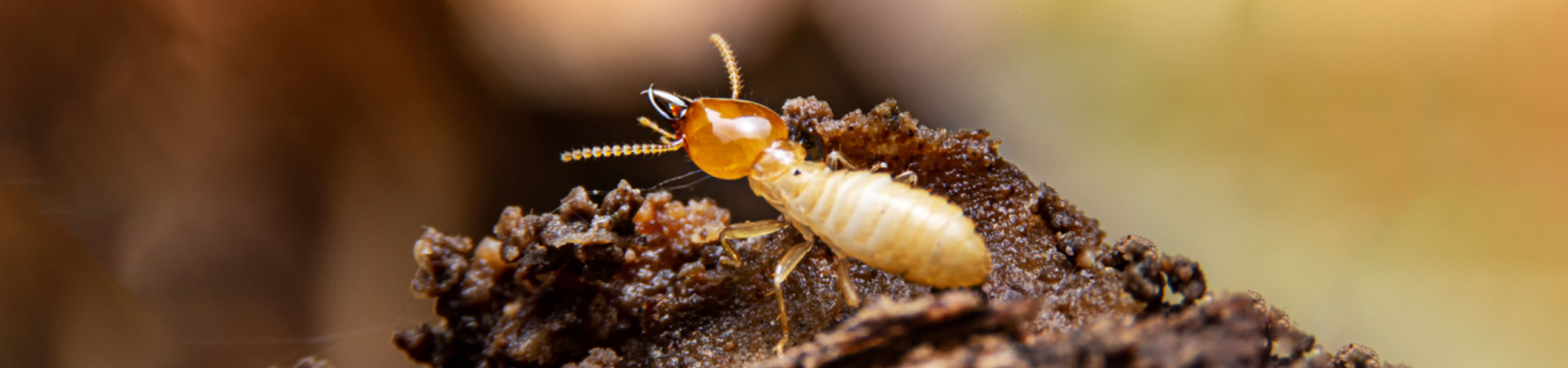 Winter Springs Termite Control | Termite WDO Inspections