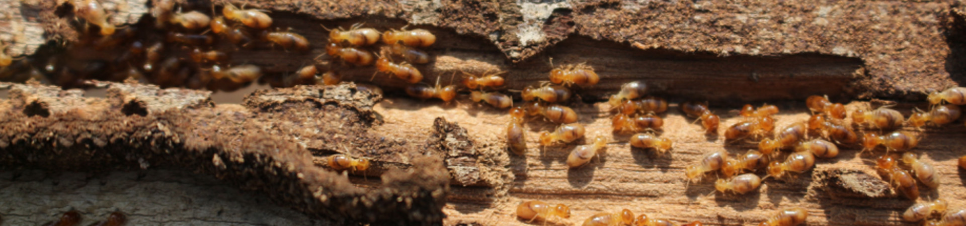 Casselberry Termite Control | Termite WDO Inspections
