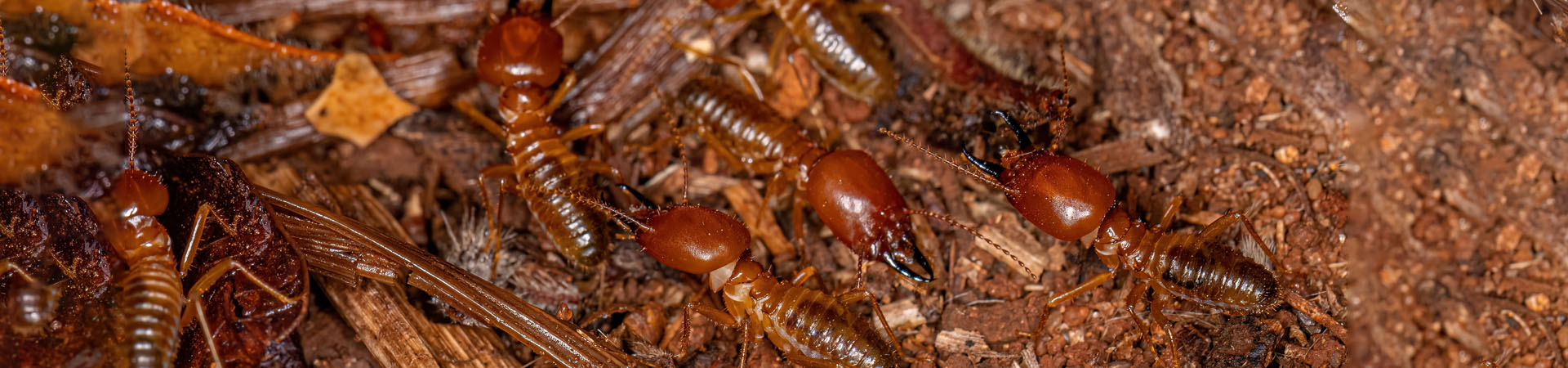 Lake Mary Termite Control | Termite WDO Inspections