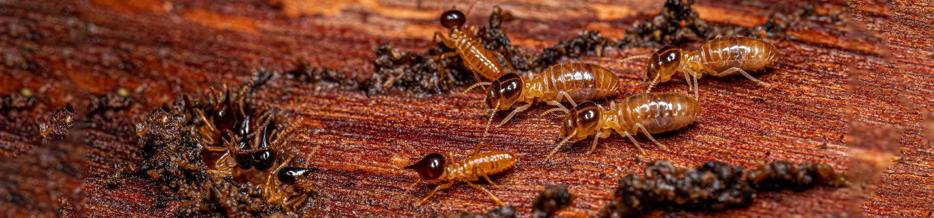 Heathrow Termite Control | Termite WDO Inspections