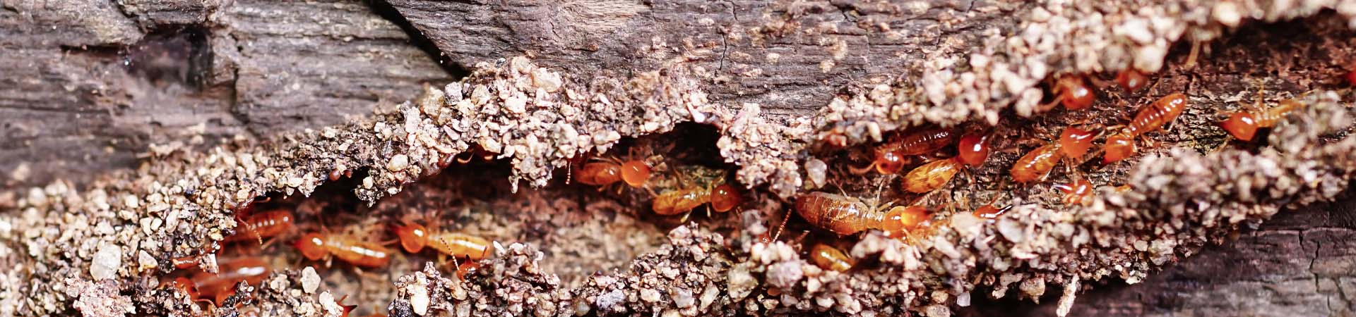 Windermere Termite Control | Termite WDO Inspections