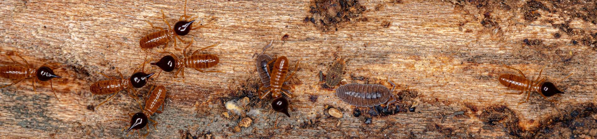 Lake Mary Jane Termite Control | Termite WDO Inspections