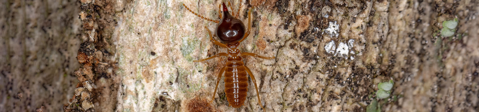 Clermont Termite Control | Termite WDO Inspections